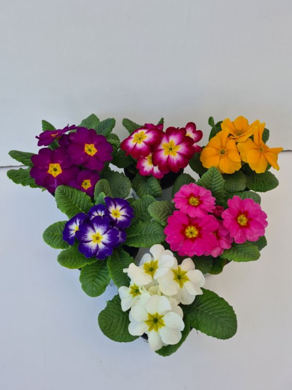 Prymula doniczka 10,5 cm