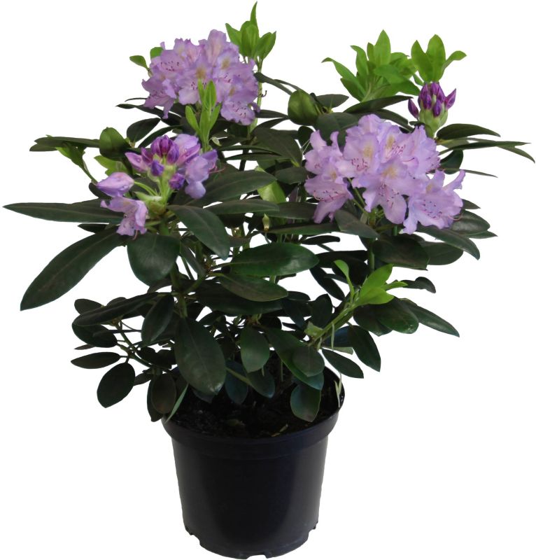 Różanecznik purpurowy Verve 5 l