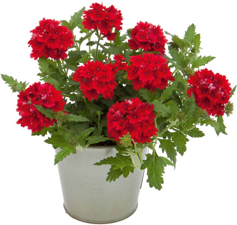 Werbena Verve Lanoi doniczka 10,5 cm wysokość 20 cm | Majsterkowanie w ...